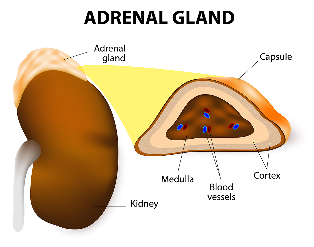 Adrenal Gland Structure Location And Hormones Online Biology Notes