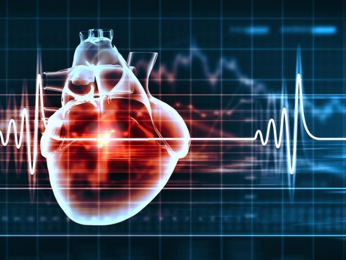 Human Heart-Gross structure and Anatomy - Online Biology Notes