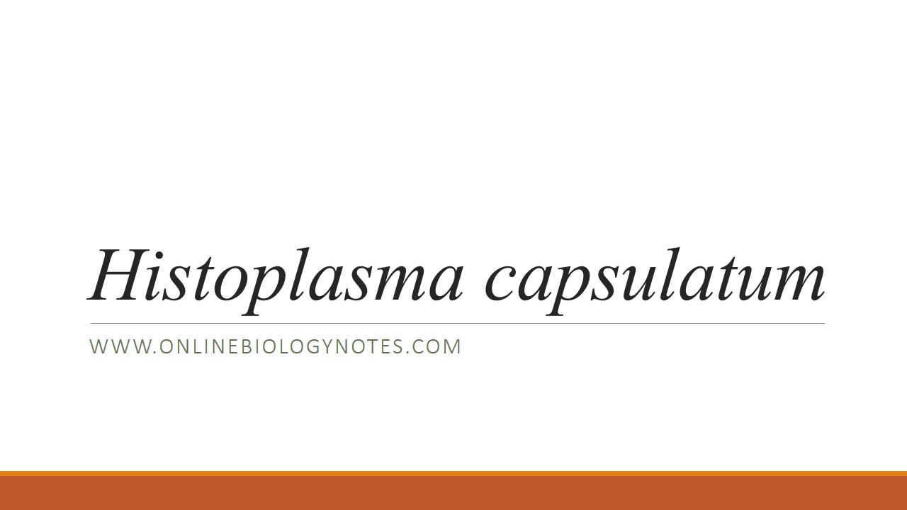 Histoplasma capsulatum-Histoplasmosis and Types of Histoplasmosis ...