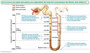Physiology of urine formation - Online Biology Notes