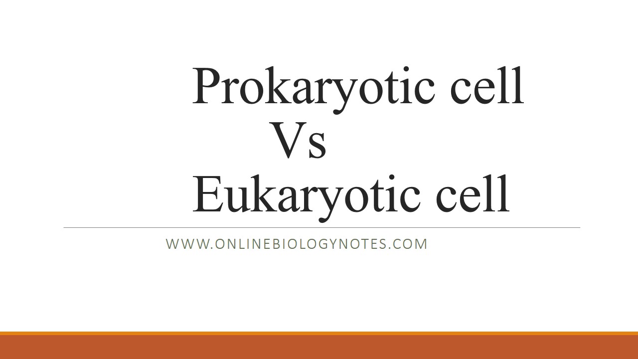 Major Difference Between Prokaryotic Cells And Eukaryotic Cells 8438