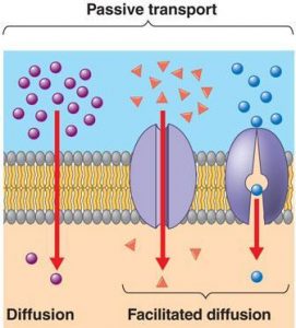 Membrane transport system-Passive and Active transport - Online Biology ...