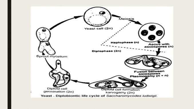 Yeast: morphology and life cycle - Online Biology Notes