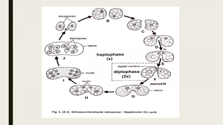 Yeast: morphology and life cycle - Online Biology Notes