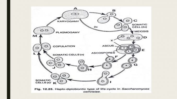 Yeast: morphology and life cycle - Online Biology Notes