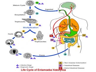 Entamoeba histolytica: Morphology, life cycle, Pathogenesis, clinical ...