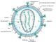 Structure, genome and proteins of HIV - Online Biology Notes
