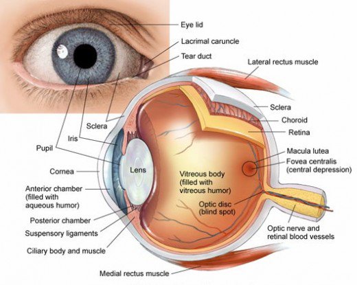 Human Eye Anatomy Parts And Structure Online Biology Notes Human Eye Anatomy Parts And Structure Online Biology Notes