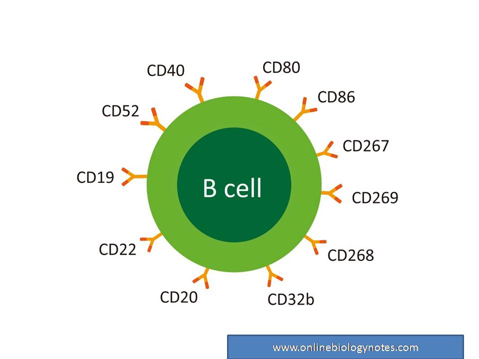 B- lymphocytes: surface receptor and functions - Online Biology Notes