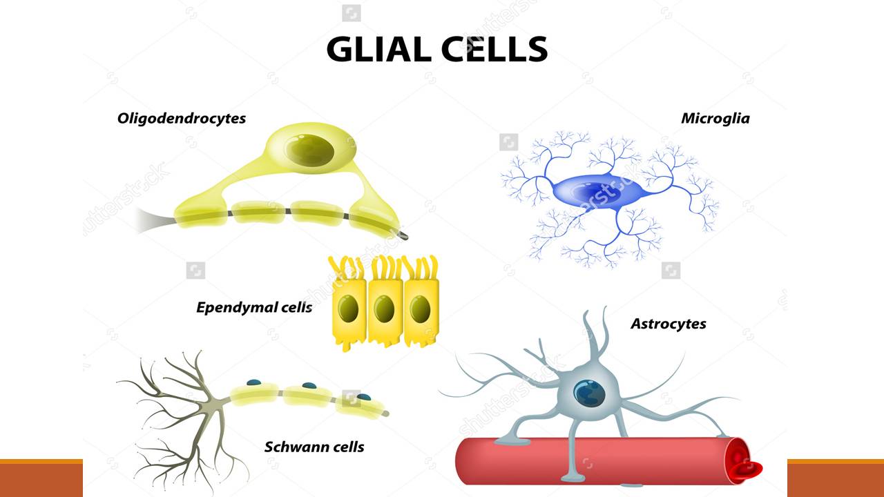 Neuroglial Tissue Neuroglial Tissue