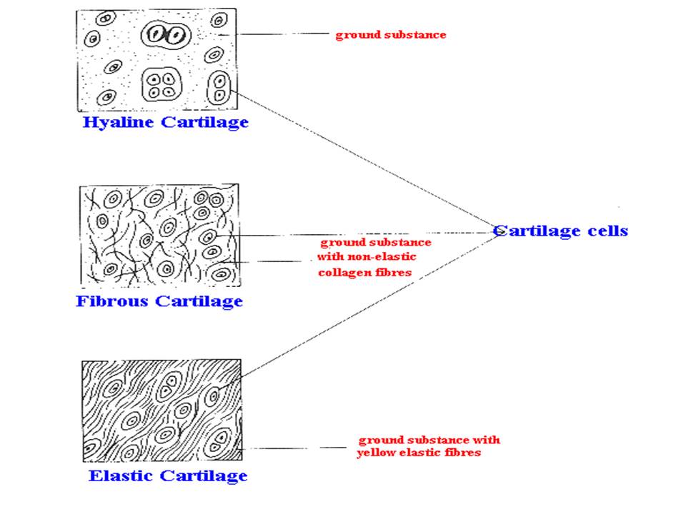 Cartilage Types