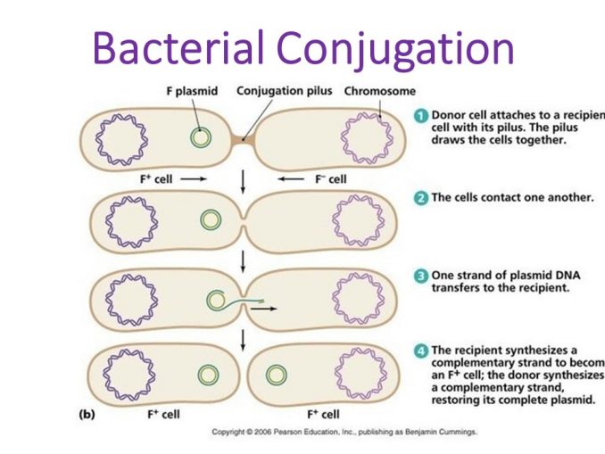 Normal flora of genitourinary tract - Online Biology Notes
