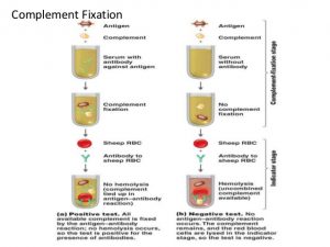 Complement fixation test: principle, procedure, result interpretation ...