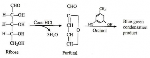 Tests for specific carbohydrates: Seliwanoff’s test, Bial's test and ...