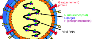 Nipah virus: Structure and genome, mode of transmission, Pathogenesis ...