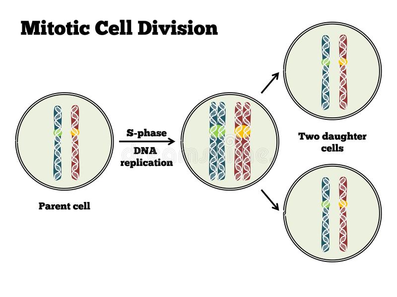 Mitosis Mitotic Cell Division Stages And Significance Online Mitosis Mitotic Cell Division Stages And Significance Online