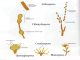 Reproduction in fungi: asexual and sexual methods - Online Biology Notes