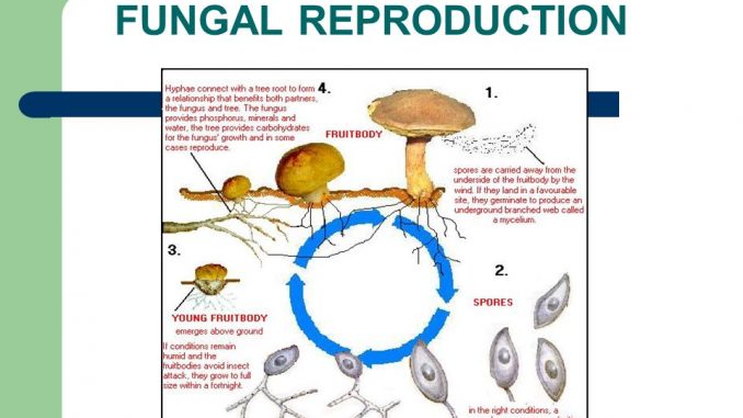 Reproduction In Fungi Asexual And Sexual Methods Online Biology Notes