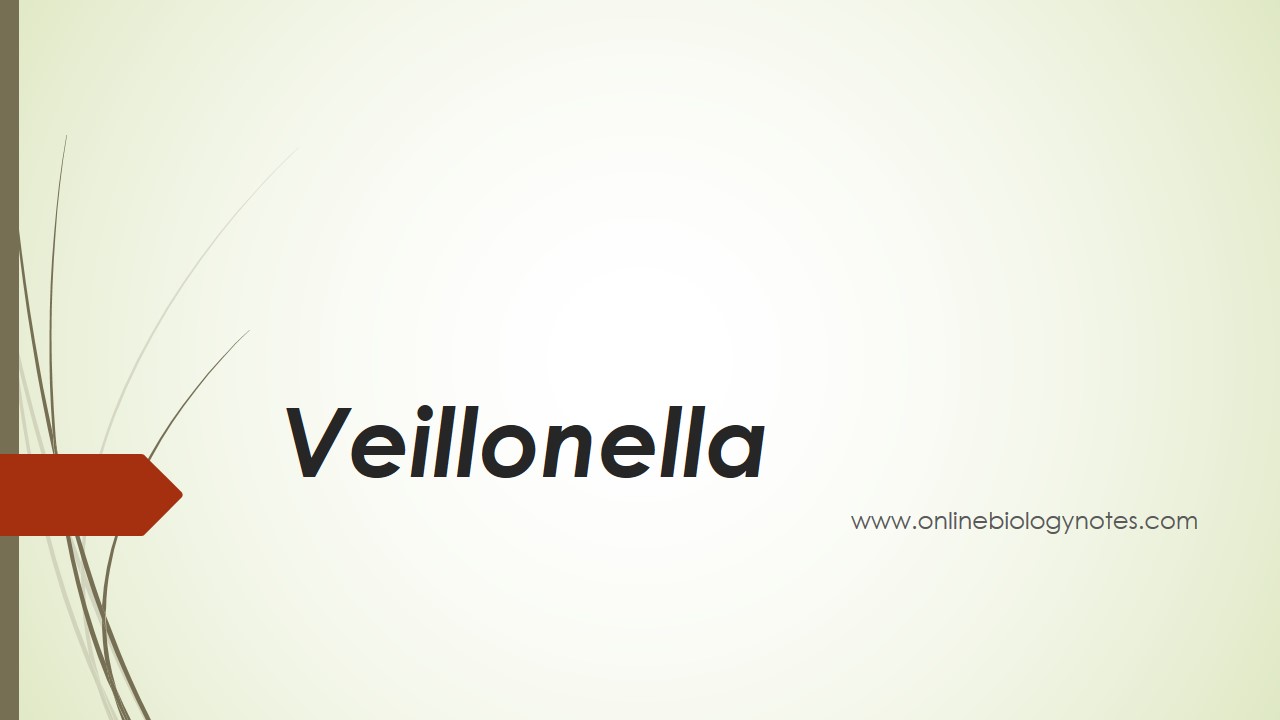 Veillonella: Characteristics, Culture, clinical significance, lab ...