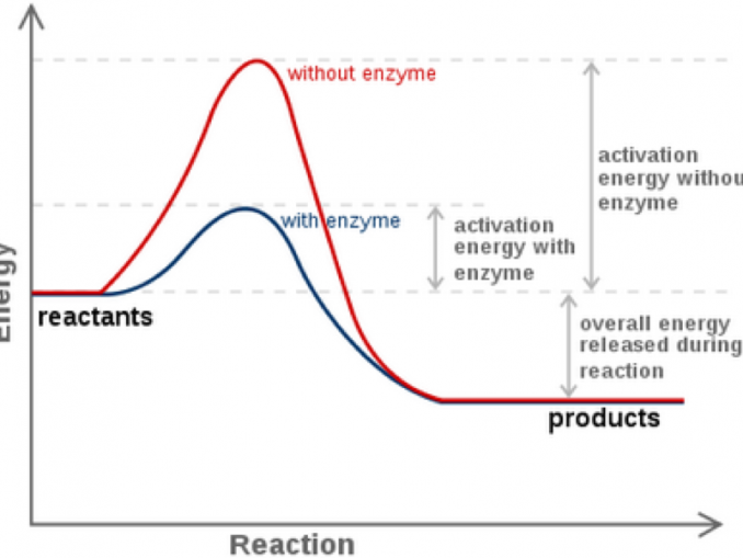 Enzymes: Properties and Mechanism of enzyme action - Online Biology Notes