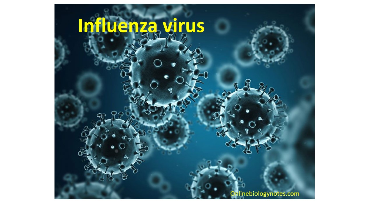 Influenza Virus Structure Types Nomenclature Transmission