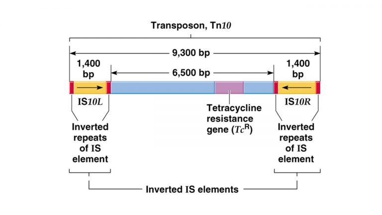 Transposable elements in Prokaryotes (Bacteria) - Online Biology Notes