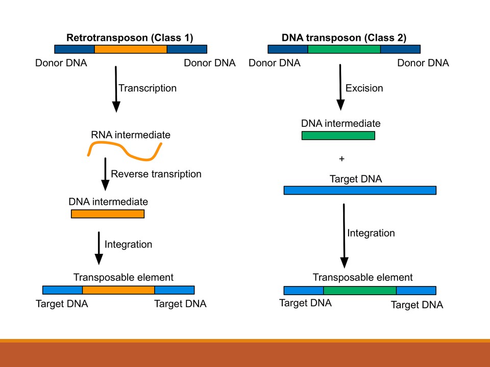 Transposable Elements In Eukaryotes Online Biology Notes Transposable Elements In Eukaryotes Online Biology Notes