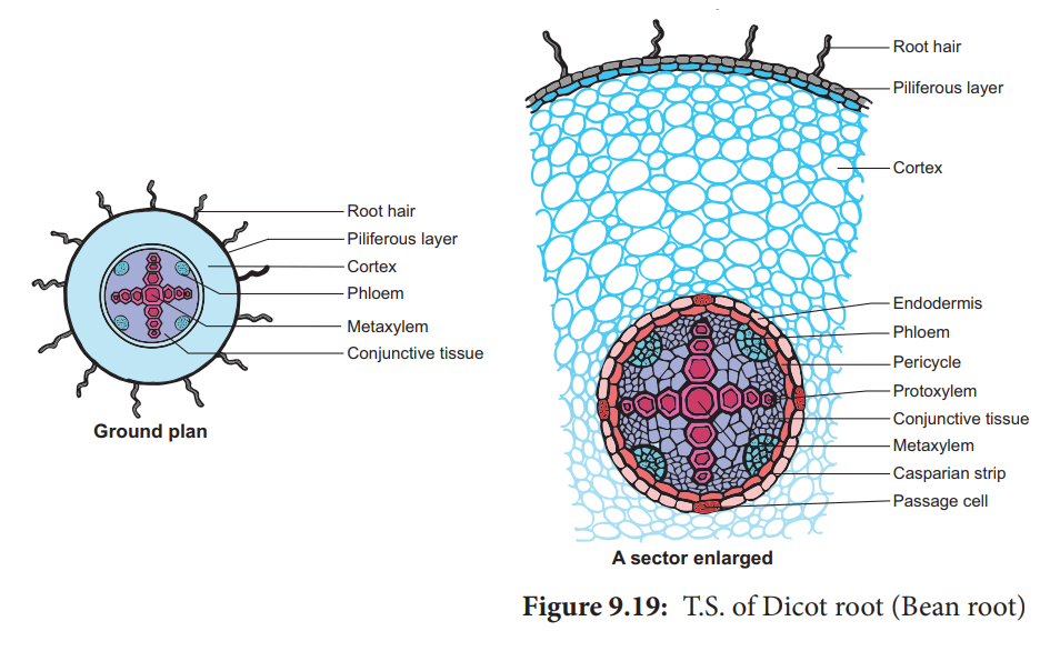Dicot Root Cross Section Dicot Root Cross Section