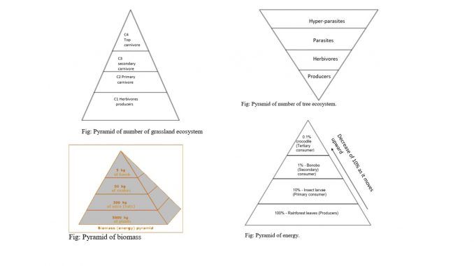 Food chain, food web and ecological pyramids - Online Biology Notes