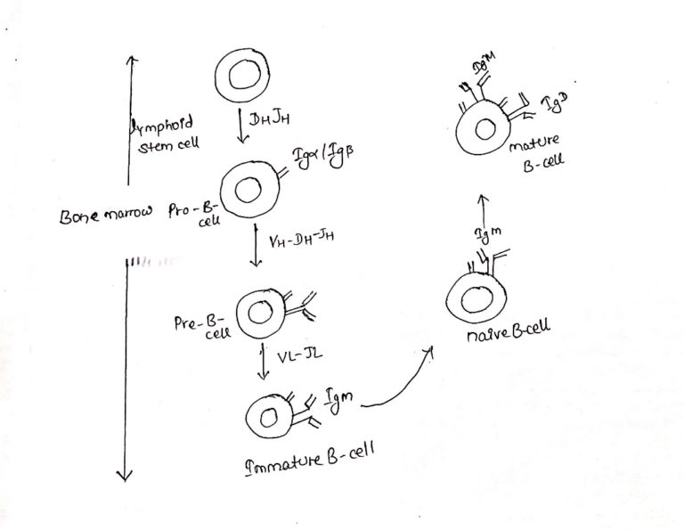 B-cell development: Maturation, activation and differentiation - Online ...