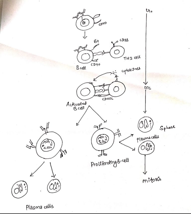 B-cell development: Maturation, activation and differentiation - Online ...