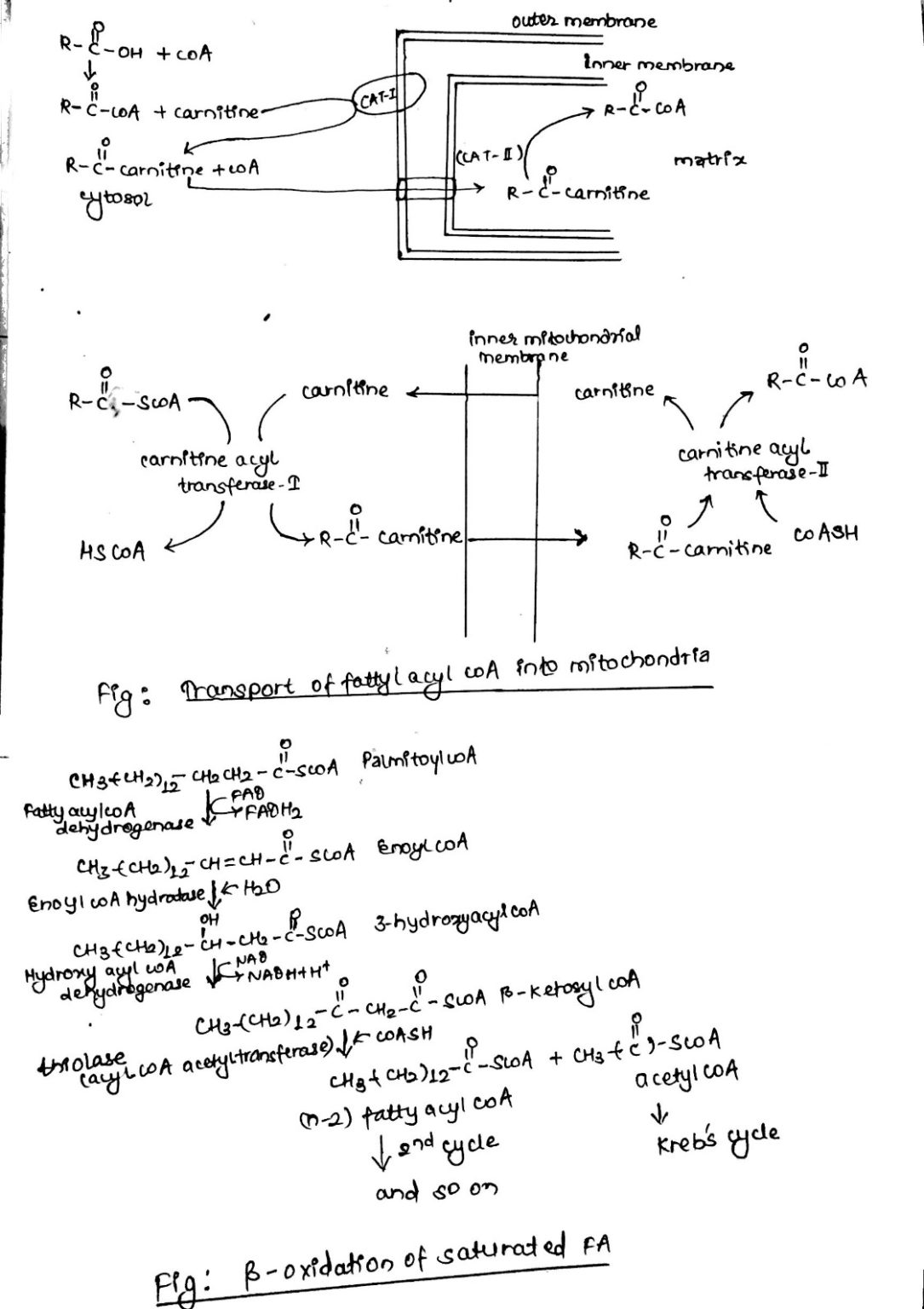 Beta Oxidation of fatty acid: steps and examples - Online Biology Notes