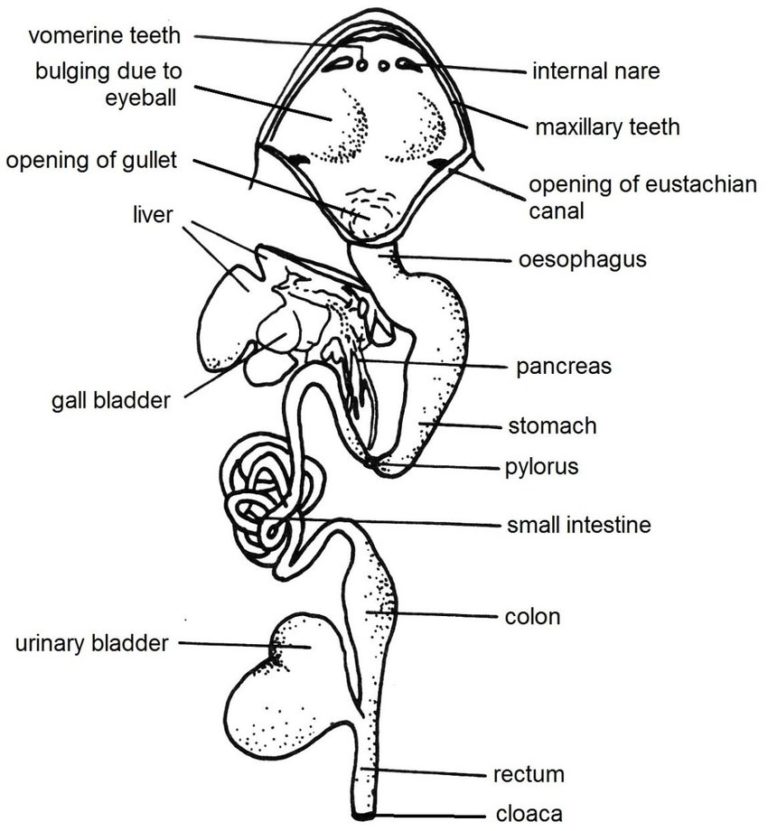 Digestive System Of Frog Anatomy And Physiology Of Digestion Online Digestive System Of Frog Anatomy And Physiology Of Digestion Online