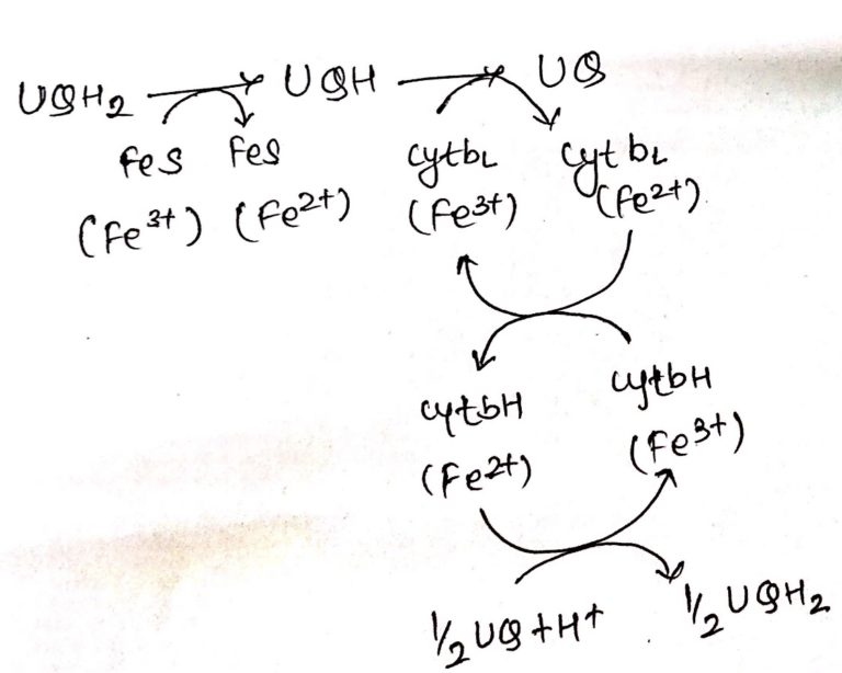 Oxidative phosphorylation: Electron transport chain and ATP synthesis ...