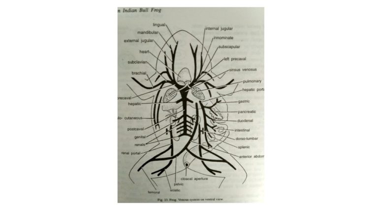 Circulatory system of Frog - Online Biology Notes