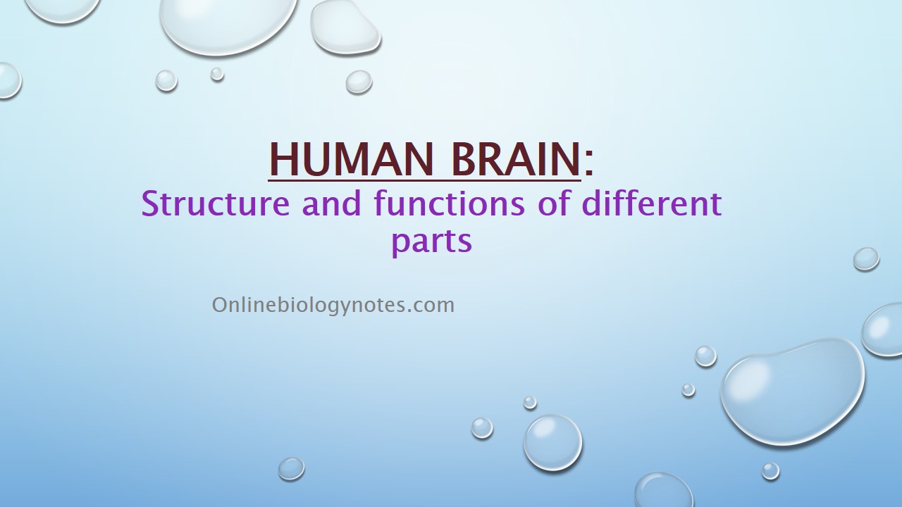 Human Brain Structure And Functions Of Different Parts Online 