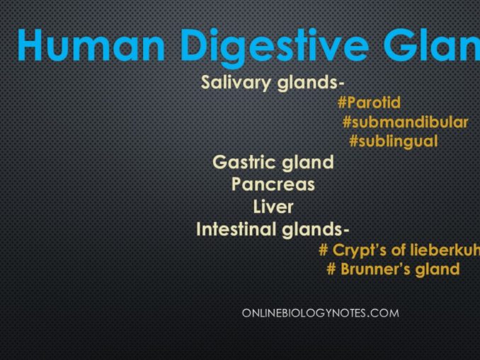 Home page - Online Biology Notes