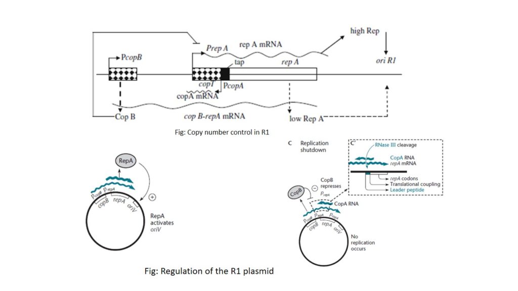 Plasmid copy number and control mechanism - Online Biology Notes